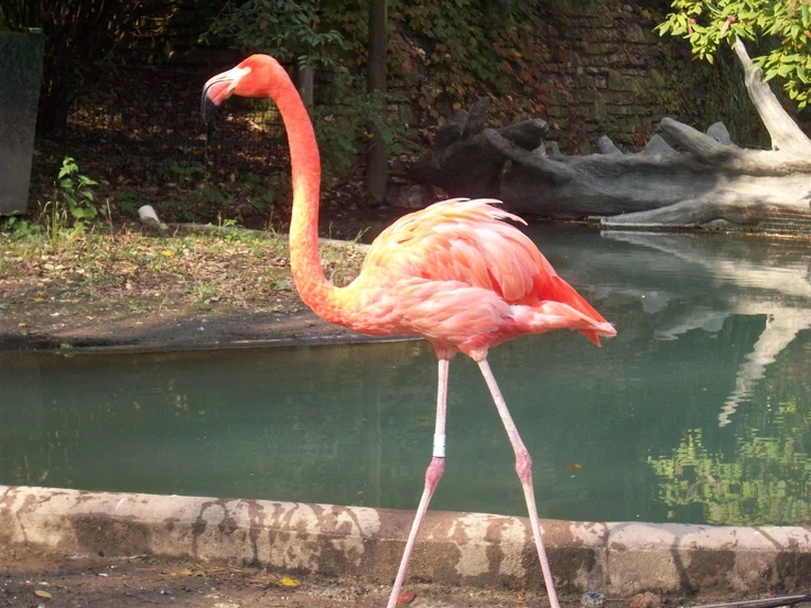 The Flamingo King | FictionRulezForever Wiki | Fandom