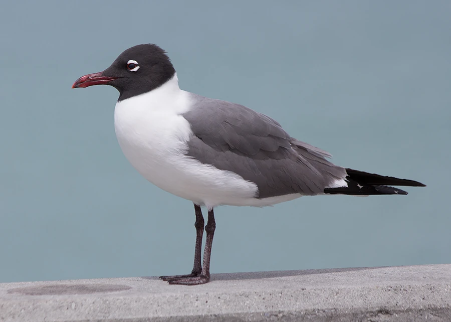 Laughing Gull | FictionRulezForever Wiki | Fandom