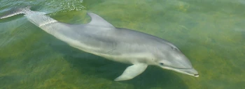 Common Bottlenose Dolphin | FictionRulezForever Wiki | Fandom