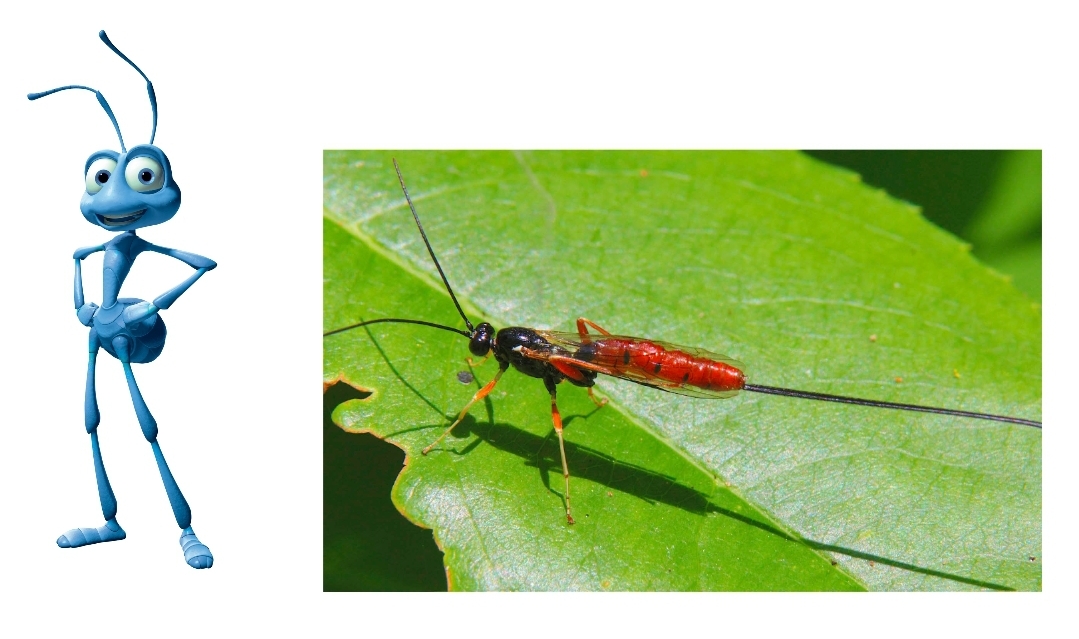Ichneumon Wasp Fictionrulezforever Wiki Fandom