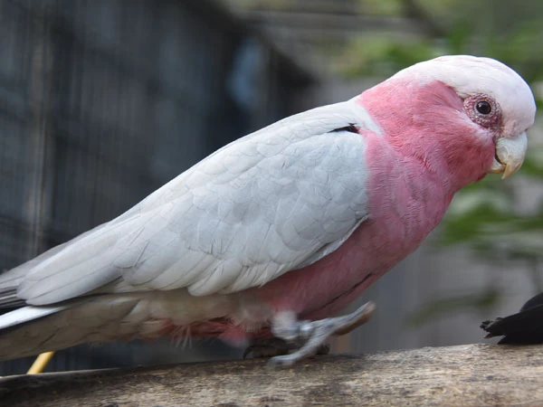Galah | FictionRulezForever Wiki | Fandom
