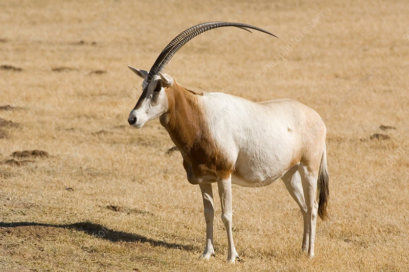 Scimitar-Horned Oryx | FictionRulezForever Wiki | Fandom