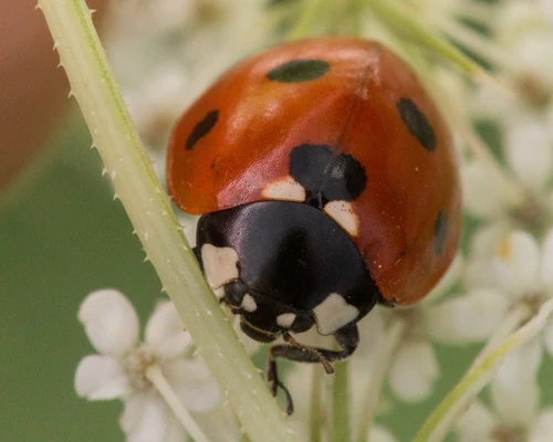 Seven-Spotted Ladybug | FictionRulezForever Wiki | Fandom