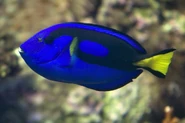 Regal Tang/Gallery | FictionRulezForever Wiki | Fandom