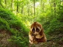 The Mugwump | Fictspedia Wiki | Fandom