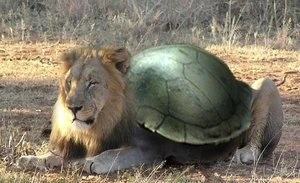 The Turtle Lion | Fictspedia Wiki | Fandom