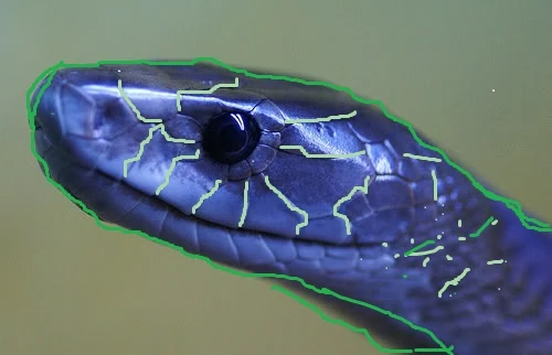 Blue Mamba Snake