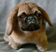 Pugabbit | Fictspedia Wiki | Fandom