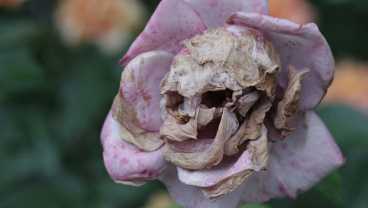 Deathblossom Flower | Fictspedia Wiki | Fandom