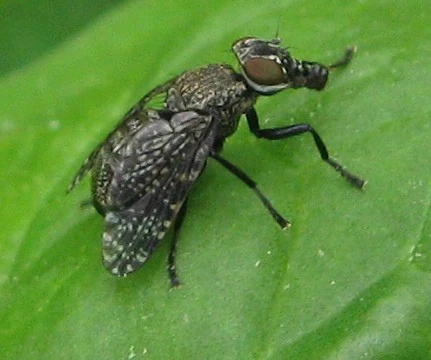 The Gobi-Gas Fly | Fictspedia Wiki | Fandom