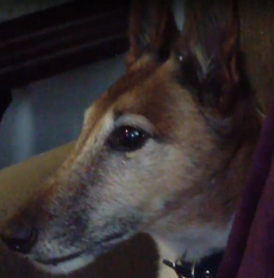 Davidius' Dog | Fight Scene Wiki | Fandom