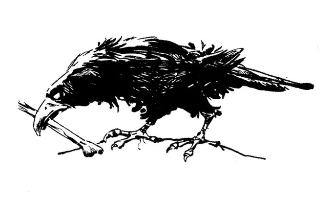 Bird (Orb) | Titannica | Fandom