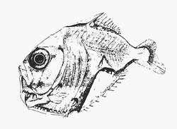 Axefish | Titannica | Fandom