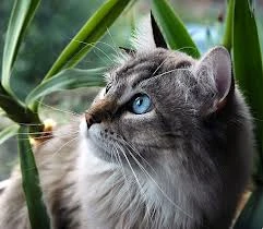 Jaywing | FightLikeAWarriorCat Wiki | Fandom