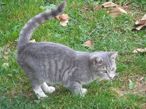 Wishkit | FightLikeAWarriorCat Wiki | Fandom