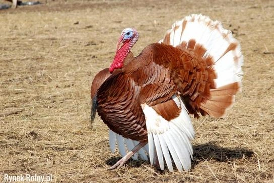 Indyk | Fikcja Wiki | Fandom