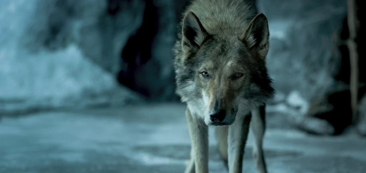 Alpha (wolf) | Moviepedia | Fandom