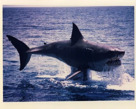 Jaws: The Revenge | Moviepedia | Fandom