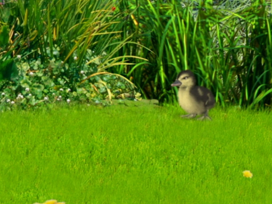 Capture1483 | Films, TV Shows and Wildlife Wiki | Fandom