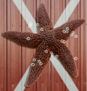 Patrick (SpongeBob SquarePants) | Films, TV Shows and Wildlife Wiki ...