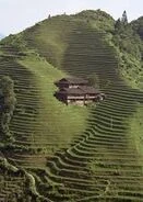 The Ricefields | The Filthy Frank Wiki | Fandom
