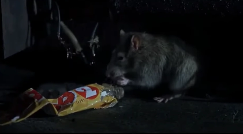 Rat | Final Destination Wiki | Fandom