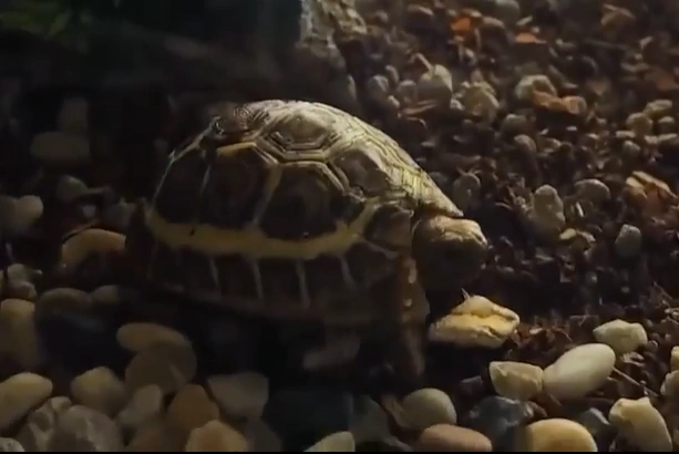 Paco | Final Destination Wiki | Fandom