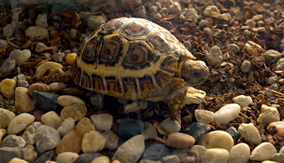 Paco | Final Destination Wiki | Fandom