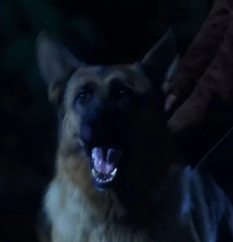 Rex | Final Destination Wiki | Fandom