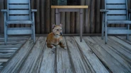 Dog (animal) | Final Fantasy Wiki | Fandom