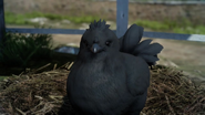 Chocobo (Final Fantasy XV) | Final Fantasy Wiki | Fandom