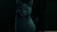 Cat | Final Fantasy Wiki | Fandom