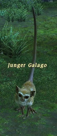 Junger Galago | FFXIV Wiki | Fandom