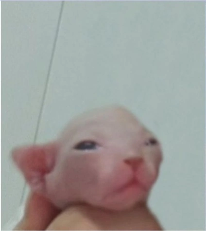 Toddler Bingus | Find The Binguses Wiki | Fandom