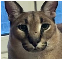 Floppa | Find The Binguses Wiki | Fandom