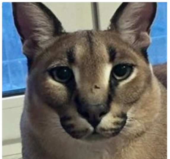 Floppa | Find The Binguses Wiki | Fandom