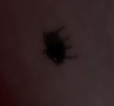 Spider Doge | Find The Doges Wiki | Fandom