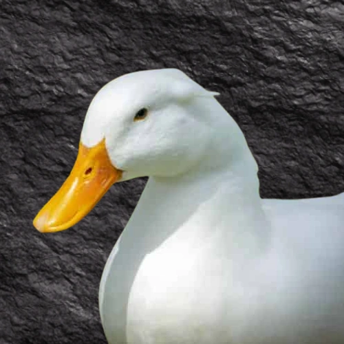 Slate Goose | Find The Gooses Wiki | Fandom