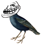 Troll Bird | Find The Trollfaces Wiki | Fandom