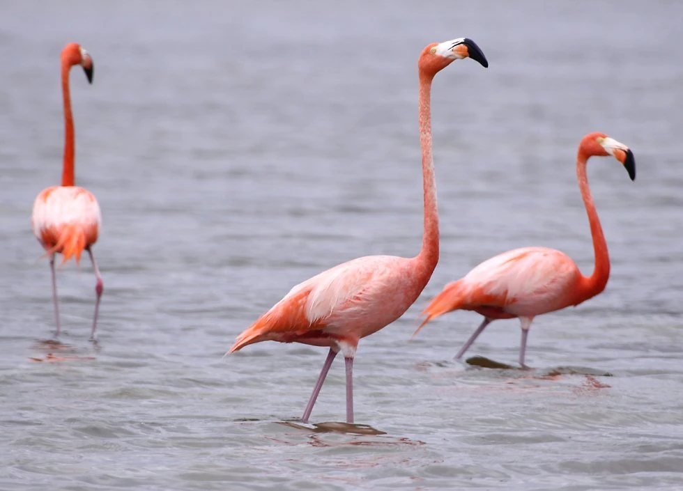 Flamingo and crocodiles part 3 | Finding Nemo Fanon Wiki | Fandom