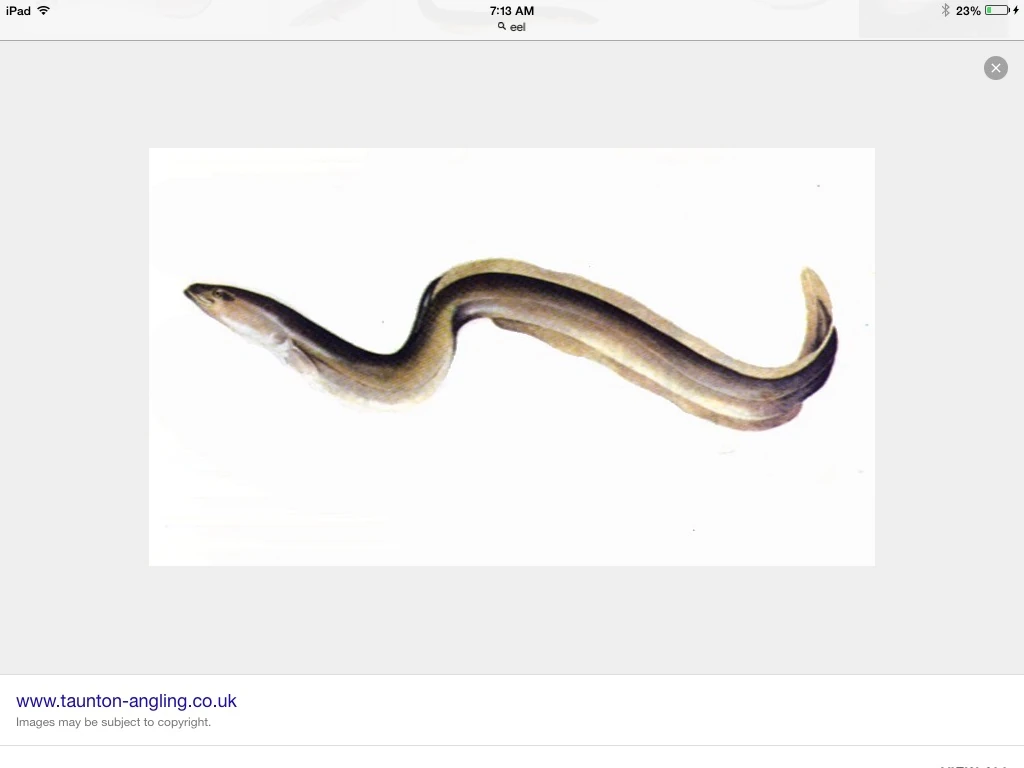 Eddie | Finding Nemo Fanon Wiki | Fandom