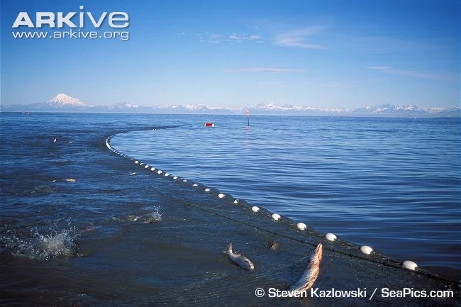 Dory In the sockeye salmon | Finding Nemo Fanon Wiki | Fandom