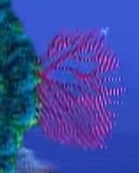 Reef Exploration | Finding Nemo Nemo's Ocean Discoveries V.Smile Wiki ...