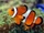 Category:Fish | Finding nemo species Wikia | Fandom