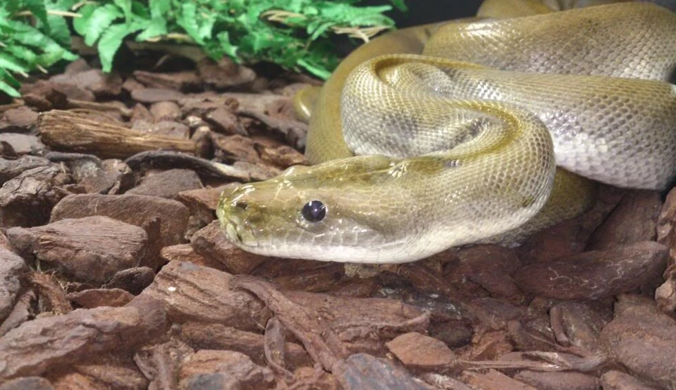 Green snake | Finding nemo species Wikia | Fandom