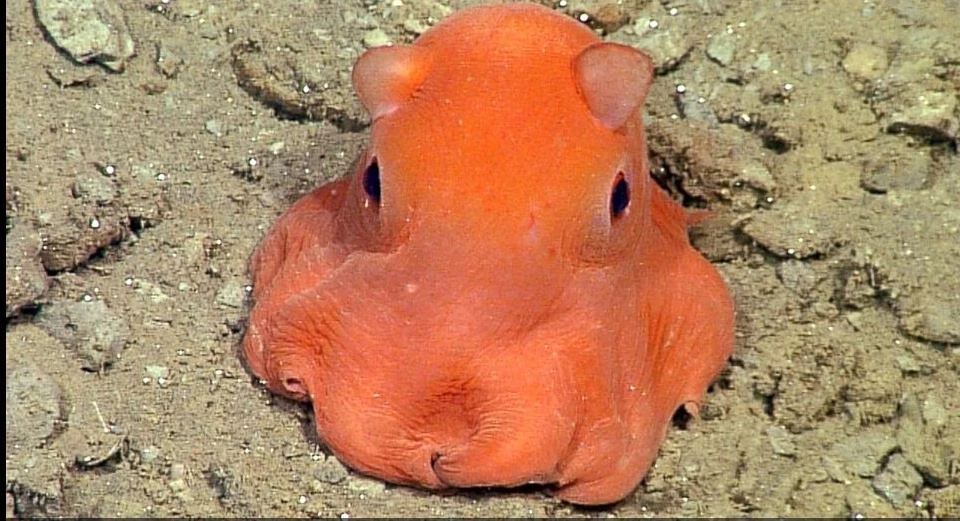 Ted | Finding nemo species Wikia | Fandom