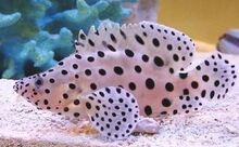 Panther grouper | Finding nemo species Wikia | Fandom