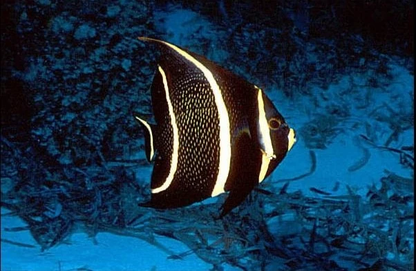 Angle fish | Finding nemo species Wikia | Fandom