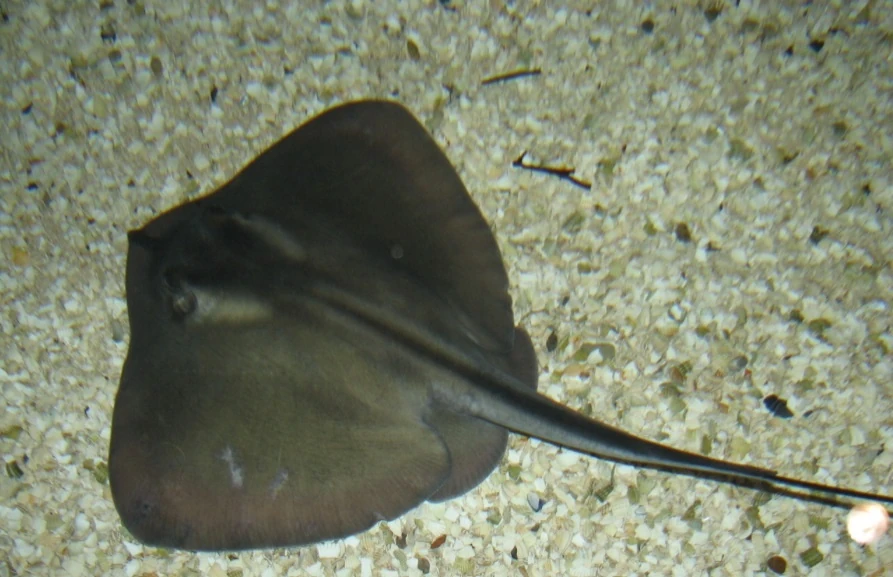 Sting ray group | Finding nemo species Wikia | Fandom