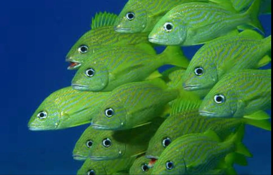 Green fish | Finding nemo species Wikia | Fandom
